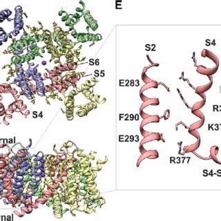 Gating Cycle Of The Pore Domain Of A Kv Channel Cartoons Illustrating Download Scientific