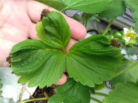 Нематода на клубнике фото больных кустов меры борьбы и эффективные препараты для уничтожения