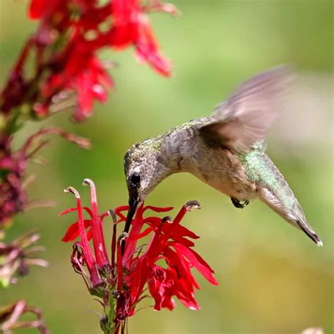 Pacific Northwest Flowers For Hummingbirds Keep Your Hummingbirds