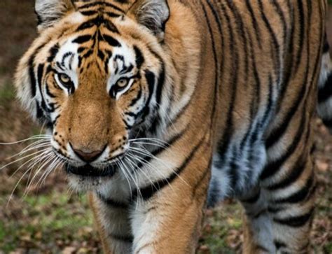 Mabel In Sync Exotics