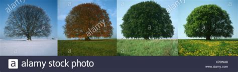 Tree In Four Seasons Stock Photos Tree In Four Seasons Stock Images Alamy
