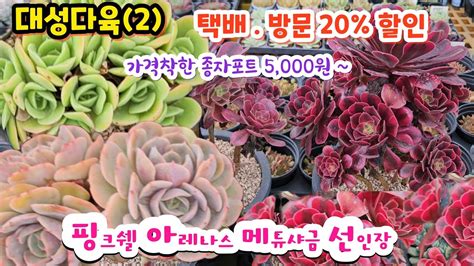 대성다육 2 예쁜 다육이 군생 종자포트 5 000 핑크쉘 아레나스 메듀샤금 선인장 루비 브레이브카올 YouTube