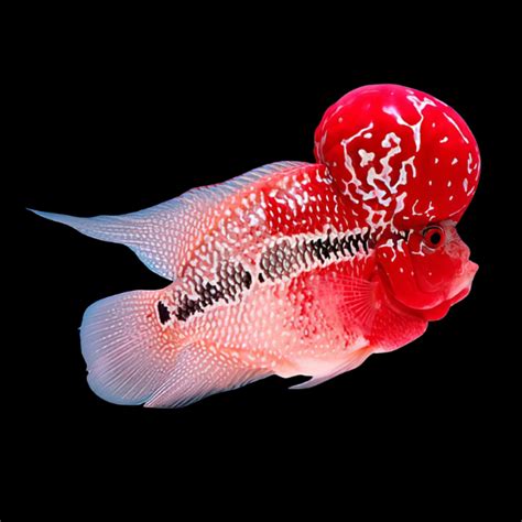 Flowerhorn Cichlid Short Body Super Red Dragon Grade A 8cm Sub Adult