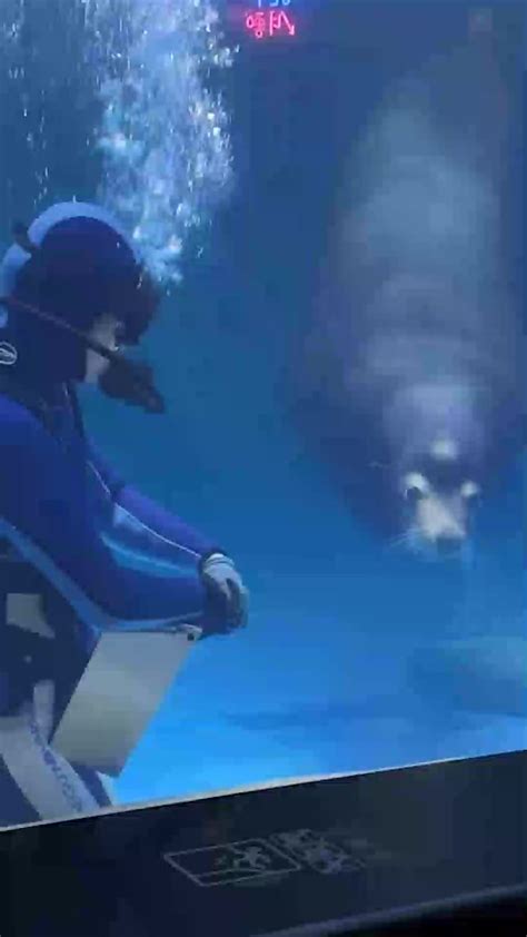 동네사람들 우리 캘바 재롱부리는거좀 보고가세요 콧방울 크게 한번 불어주고 귀여운 메롱 보여주기😜 대구아쿠아리움 가면 캘바 만나볼 수 있는건 안비밀💙 📍대구