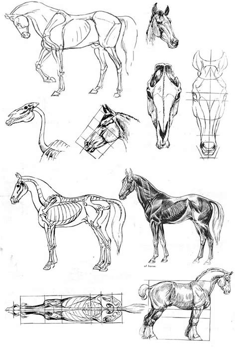 Horse Anatomy Drawing Reference At Lorene Cynthia Blog