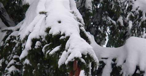 За зимата стихотворения