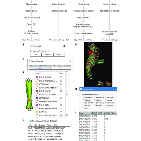 Bone Automated Segmentation And Interactive Length Interrogation Of Download Scientific
