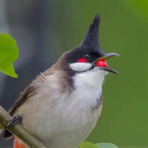 Chim S N G Ch N Nh N O L Ph H P Cho Chim S