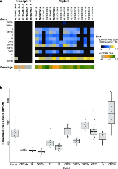 Sars Cov 2 Subgenomic Mrnas A Junction Read Quantification Per Gene