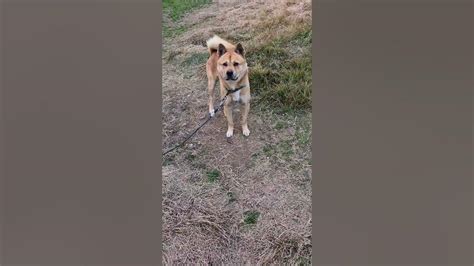 【짱가일기】짱가 산책고라니 말 다 알아듣나 산책 진돗개 고라니 멧돼지 Youtube