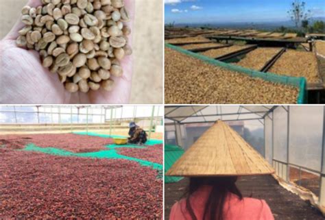 Wash Natural Or Honey Process Ffee