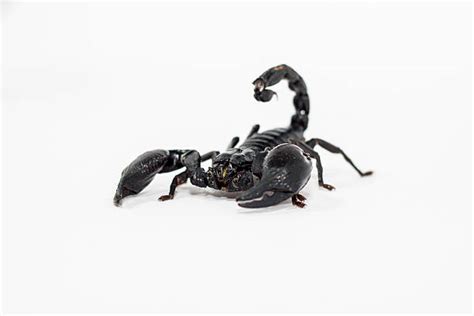 270개 이상의 황제전갈 이미지 스톡 사진 그림 및 Royalty Free 이미지 Istock