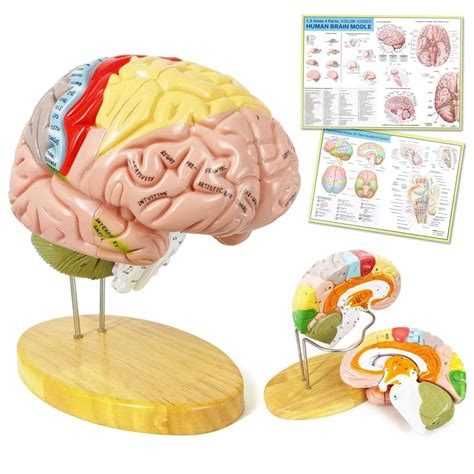 Evotech Scientific Human Brain Model For Neuroscience 4