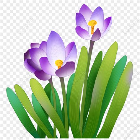 보라색 크 로커 스 Png 일러스트 무료 다운로드 Lovepik