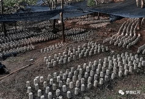 乐育镇：做好“党建”文章，绘出乡村振兴画卷群众宣传文化