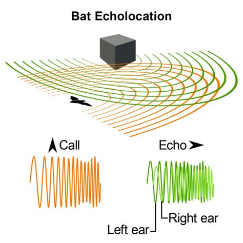 Bats Echolocation Mechanism At Ronald Alvarez Blog