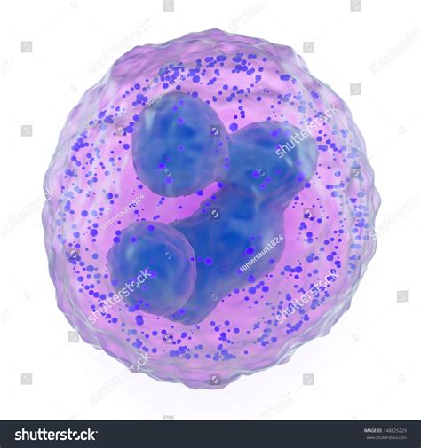 Basophils Definition