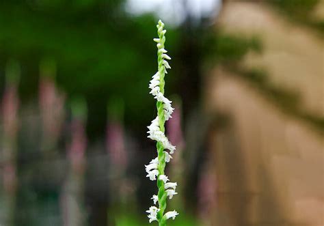ネジバナ捩花を咲かせる育て方と植物の特徴をわかりやすく解説