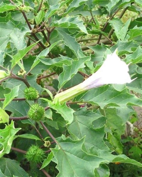 Buy Datura Plant Online In Delhi White Dhatura Medicinal Plants Herb