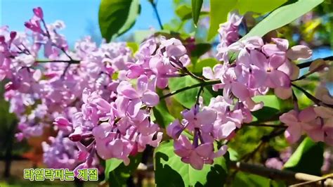 라일락 꽃향기 맡으며 Youtube