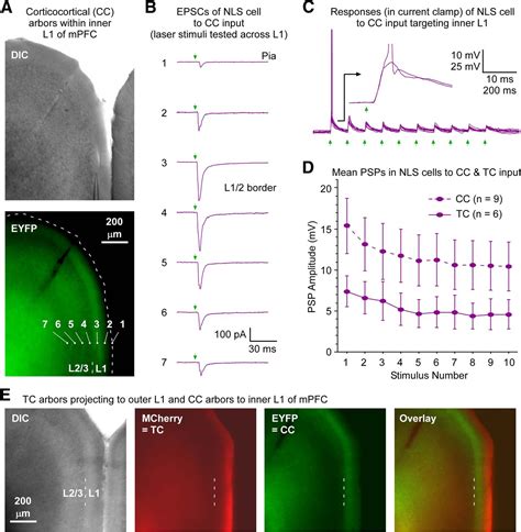 Thalamic Control Of Layer 1 Circuits In Prefrontal Cortex Journal Of