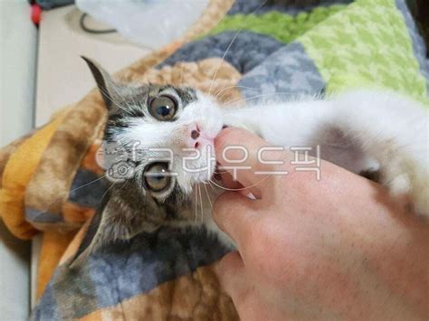 고양이 새끼고양이 고등어 고등어태비 미묘 사진이미지일러스트캘리그라피 숲황새작가