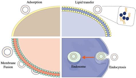 The Role Of Cryoprotective Agents In Liposome Stabilization And