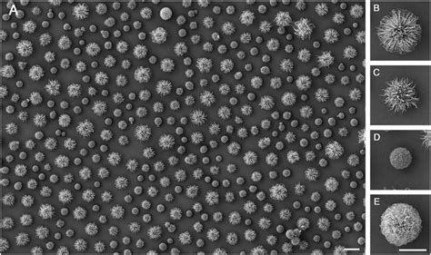 Morphological Diversity Of The Cryptococcal Capsule Based On Sem