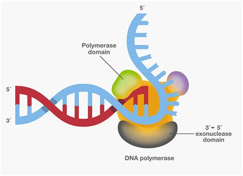 Dna Polymerase