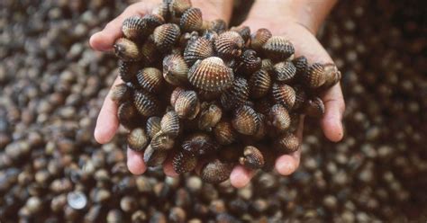 Sabah Advises Public Not To Consume Shellfish From Kk Waters New