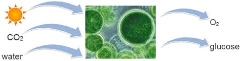 Cultivation Of Microalgae Chlorella Vulgaris In Laboratory Photobioreactor Semantic Scholar