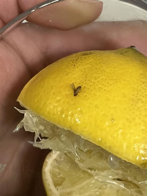 What Is This Tiny Bug Rinsects