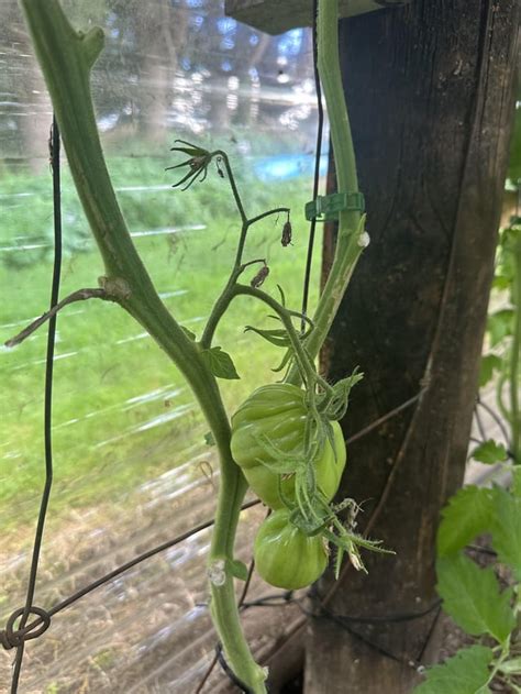 Fruit Isnt Setting Rtomatoes