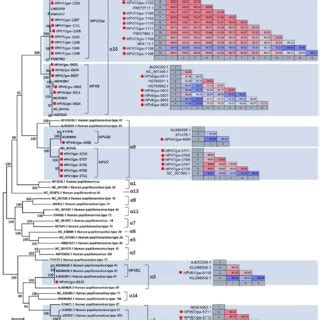 Phylogenetic Analysis And Pairwise Sequence Comparison Based On The Download Scientific Diagram