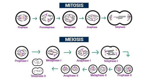 Pembelahan Sel Mitosis Dan Meiosis Riset