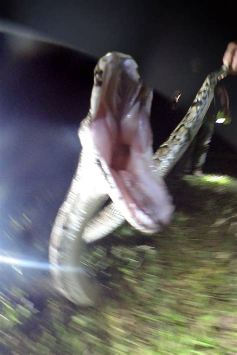 Burmese Pythons In Southern Florida