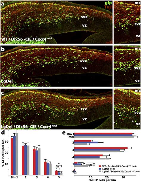 Targeted Heterozygous Cxcr4 Mutation Selectively Modifies Interneuron Download Scientific