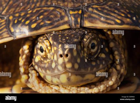 Red Eared Slider Turtle In The Wild Surrounded By Typical Flora And Looking With Curiousity To