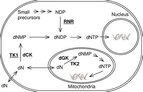 Overview Of Deoxynucleotide Metabolism Representation Of The Key