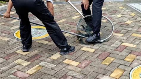 保安踩死流浪猫？街道办辟谣凤凰网视频凤凰网