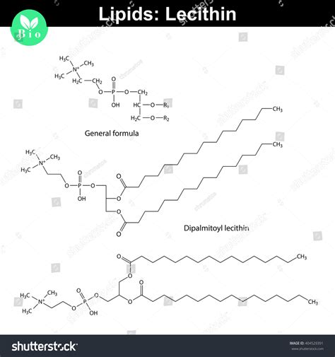 Lecithin Chemical Structure Molecular Structures Lipids Stock Illustration 404529391 Shutterstock
