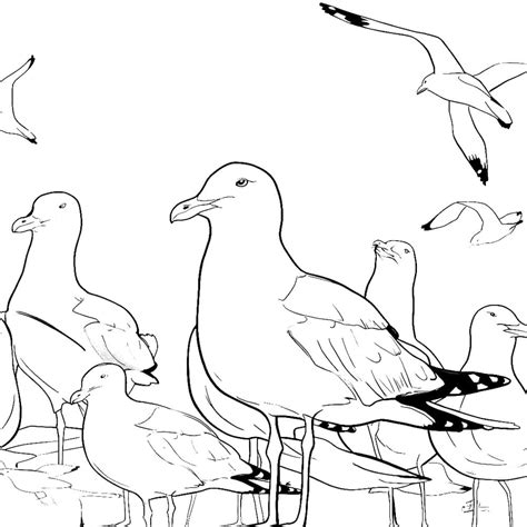 갈매기 색칠 공부 Kr에서 무료 색칠 공부