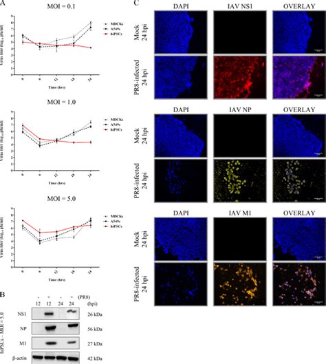 流感病毒触发的自噬降低了人类诱导的多能干细胞的多能性。 Cell Death And Disease X Mol