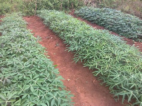 Nursery Beds With Planted Ministems That Have Produced Shoots Nursery