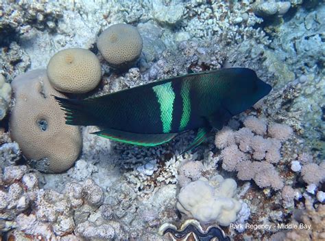 Coris Aygula Clown Coris Snorkeling Report