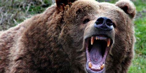 Kodiak The Largest Brown Bear