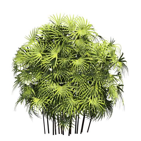 Palm Tree Isolated On White Background Stock Illustration Illustration Of Plant Travel 258719913