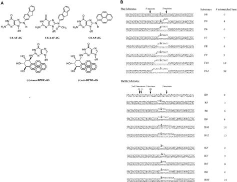 Figure 1 From Effects Of Dna Adduct Structure And Sequence Context On