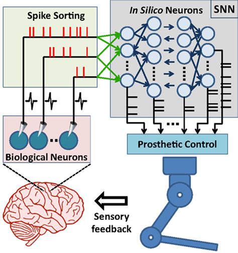 principal components of snn based neuroprosthetic control paradigm a