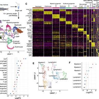 Combined Expression FLT3ITD And IDH2 Mutations Initiated Myeloid Download Scientific Diagram